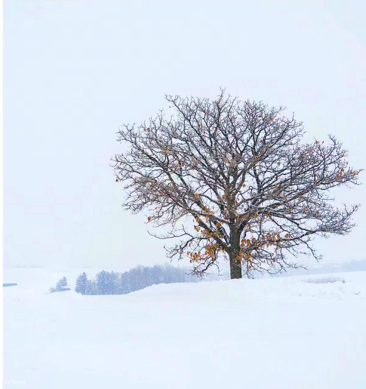 [Hokkaido Summer Internet Celebrity Check-in] Patchwork Road Seven Star ...